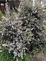 Leptospermum (Tea Tree) Australian Growing Guide - AGT