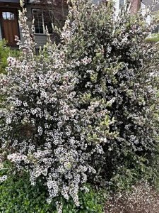 Leptospermum (Tea Tree) Australian Growing Guide - AGT