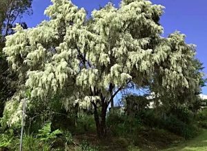 Leptospermum (Tea Tree) Australian Growing Guide - AGT