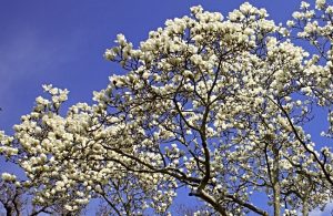 28 Magnificent Magnolia Varieties to Grow in Australia