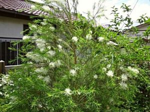 Melaleuca (Paperbarks) Australian Growing Guide