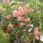 Melaleuca (Paperbarks) Australian Growing Guide