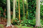 30 Types of Eucalyptus Trees in Australia