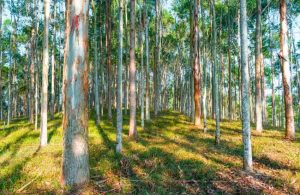 30 Types of Eucalyptus Trees in Australia