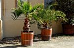 20 Beautiful Australian Palms to Grow in Your Garden