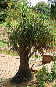 20 Beautiful Australian Palms to Grow in Your Garden