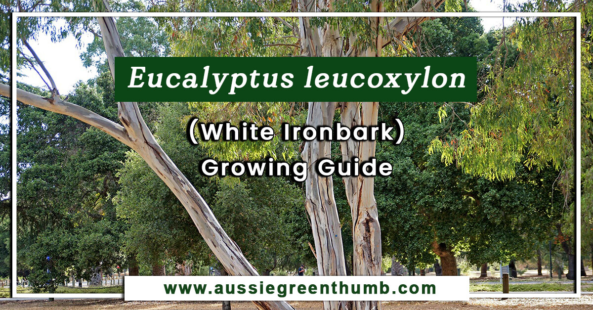 Eucalyptus leucoxylon (White Ironbark) Growing Guide - AGT