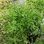 River Mint (Mentha australis) Australian Native Guide