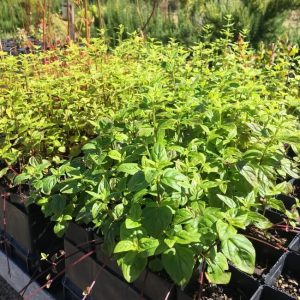 River Mint (Mentha australis) Australian Native Guide