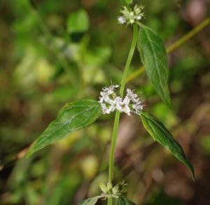 River Mint (Mentha australis) Australian Native Guide