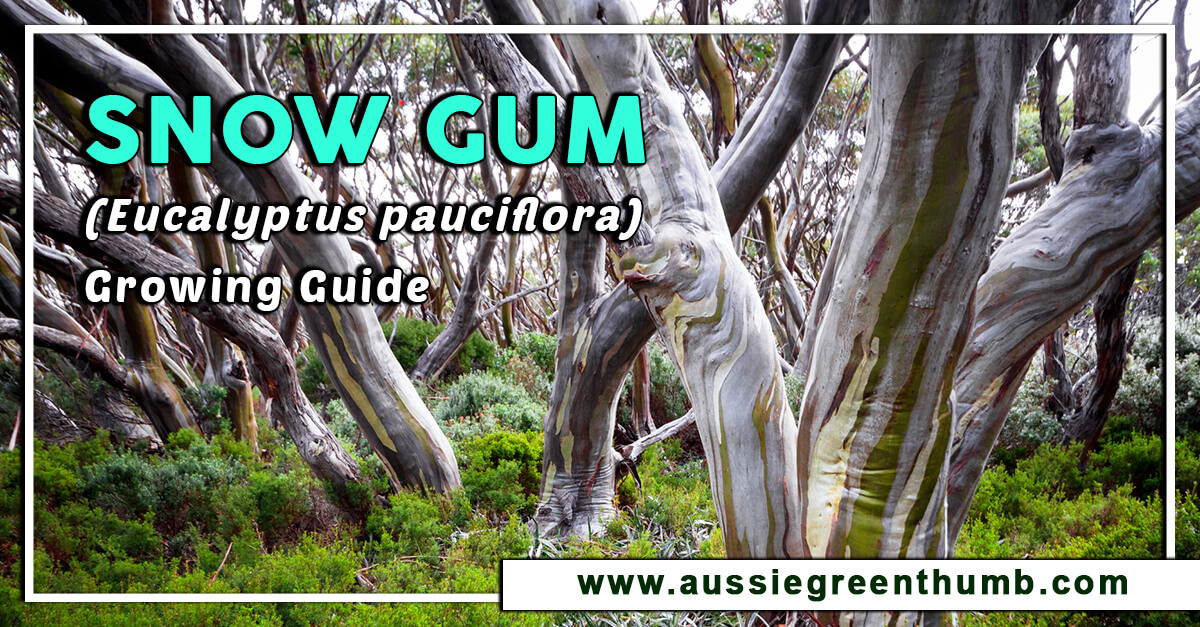 Snow Gum (Eucalyptus pauciflora) Growing Guide : AGT