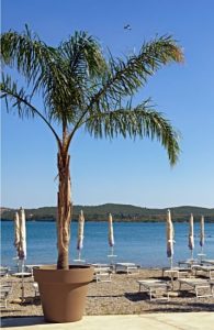 20 Beautiful Australian Palms to Grow in Your Garden