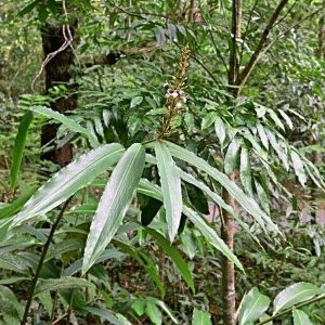 Alpinia caerulea (Australian Native Ginger) Growing Guide