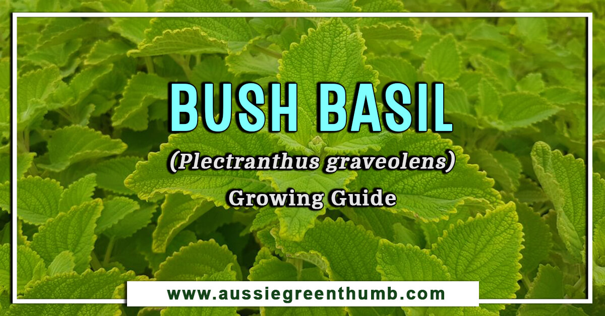 Plectranthus graveolens (Bush Basil) Growing Guide