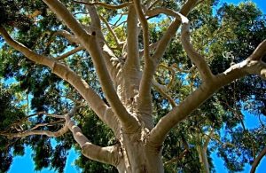 Corymbia citriodora (Lemon Scented Gum) Growing Guide - AGT