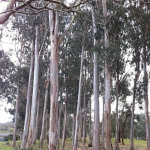 Eucalyptus globulus (Tasmanian Blue Gum) Growing Guide