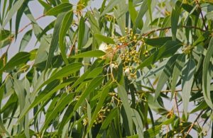 Corymbia citriodora (Lemon Scented Gum) Growing Guide - AGT