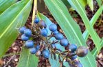 Alpinia caerulea (Australian Native Ginger) Growing Guide