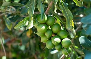 Macadamia integrifolia (Macadamia Nuts) - Australian Native Growing Guide