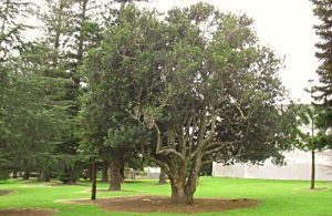 Macadamia integrifolia (Macadamia Nuts) - Australian Native Growing Guide