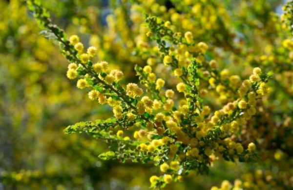 Acacia paradoxa (Kangaroo Thorn) Growing Guide