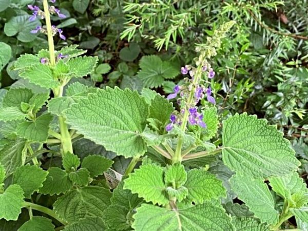 Plectranthus graveolens (Bush Basil) Growing Guide