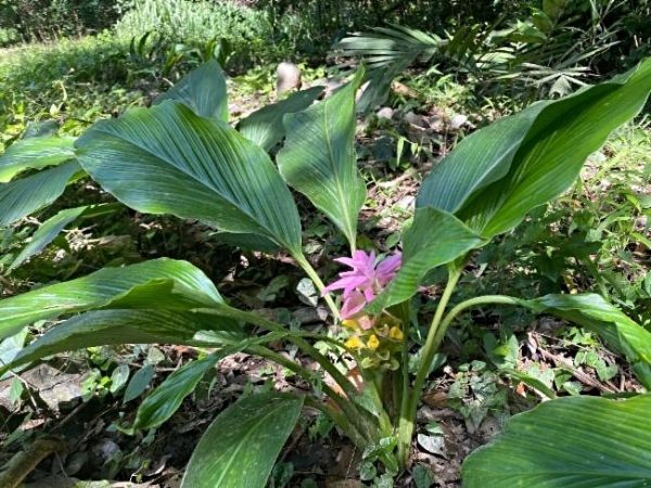 Curcuma australasica (Cape York Lily) Growing Guide
