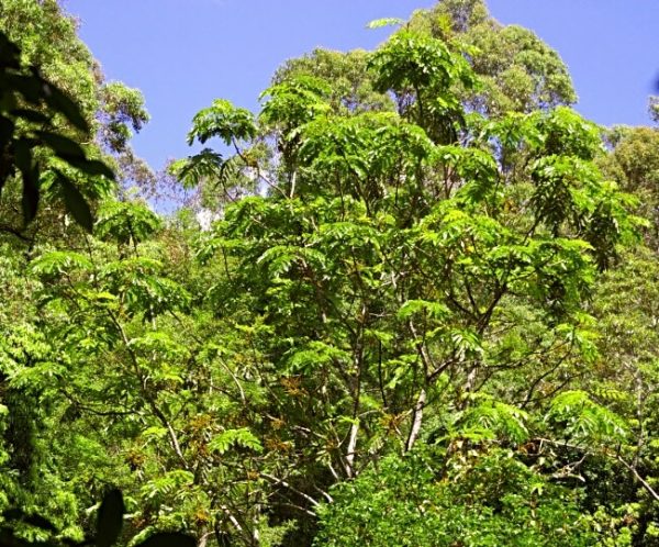 Diploglottis australis (Native Tamarind) Growing Guide