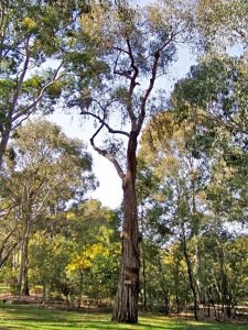 Eucalyptus macrorhyncha (Red Stringybark) Growing Guide