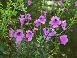 Prostanthera incisa (Native Thyme) Growing Guide