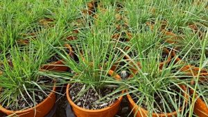 Cymbopogon ambiguus (Native Lemongrass) Growing Guide