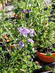 Prostanthera incisa (Native Thyme) Growing Guide