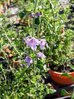 Prostanthera incisa (Native Thyme) Growing Guide