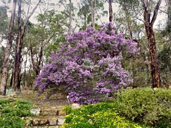 Prostanthera incisa (Native Thyme) Growing Guide