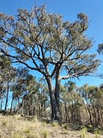 Eucalyptus macrorhyncha (Red Stringybark) Growing Guide