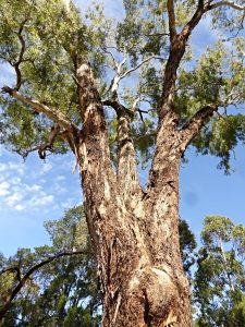 Eucalyptus melliodora (Yellow Box) Growing Guide