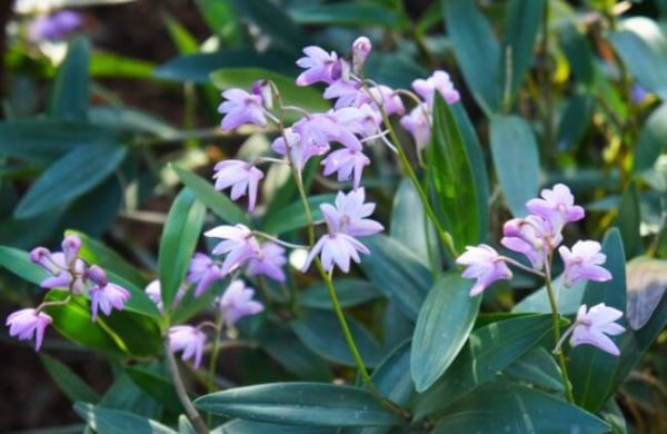 42 Best Australian Native Flowers - AGT