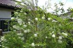 Melaleuca alternifolia (Tea Tree) Native Growing Guide