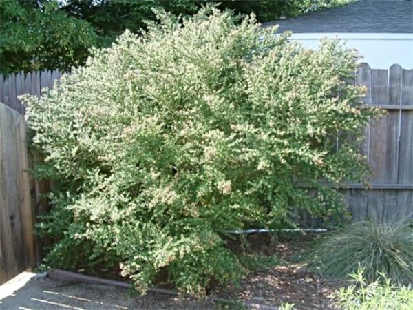 Leptospermum petersonii (Lemon Scented Tea Tree) Grow Guide
