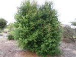 Leptospermum petersonii (Lemon Scented Tea Tree) Grow Guide