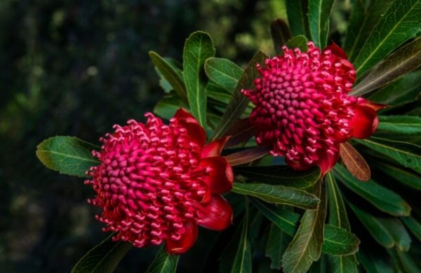 Telopea speciosissima (NSW Waratah) Growing Guide
