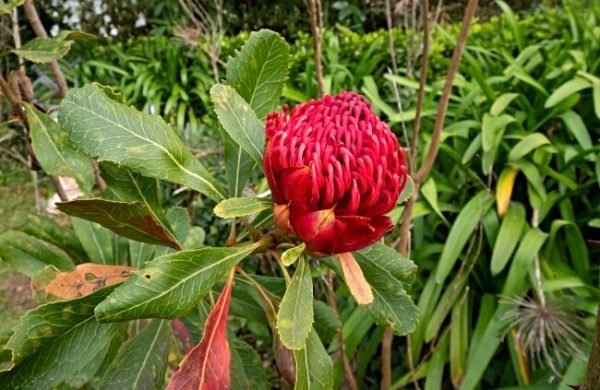 Telopea speciosissima (NSW Waratah) Growing Guide