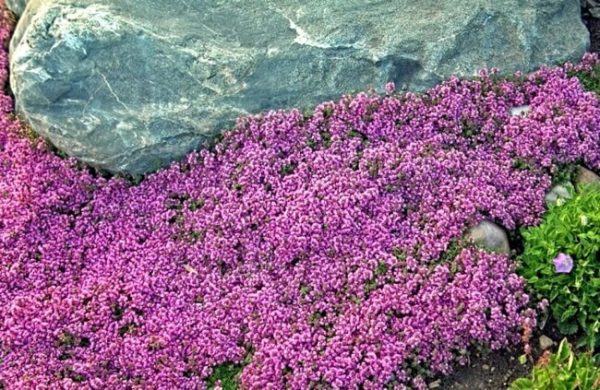 How to Grow Red Creeping Thyme in Australia