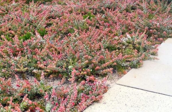 42 Best Ground Cover Plants in Australia - AGT