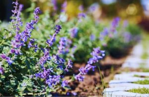 42 Best Ground Cover Plants in Australia - AGT