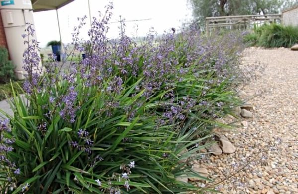 42 Best Ground Cover Plants in Australia - AGT
