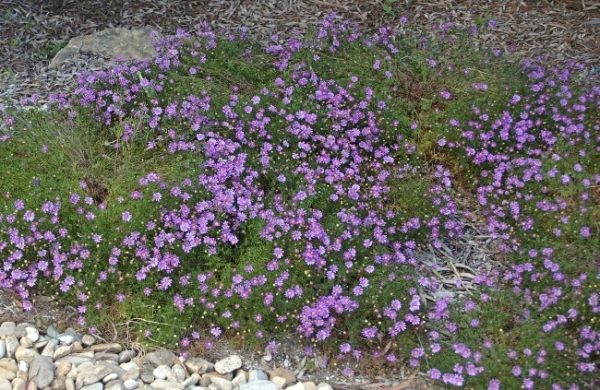 42 Best Ground Cover Plants in Australia - AGT