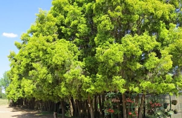 Melaleuca bracteata (Black Tea Tree) Native Growing Guide