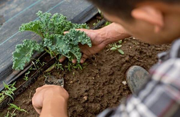 How to Grow Kale in Australia - Aussie Green Thumb