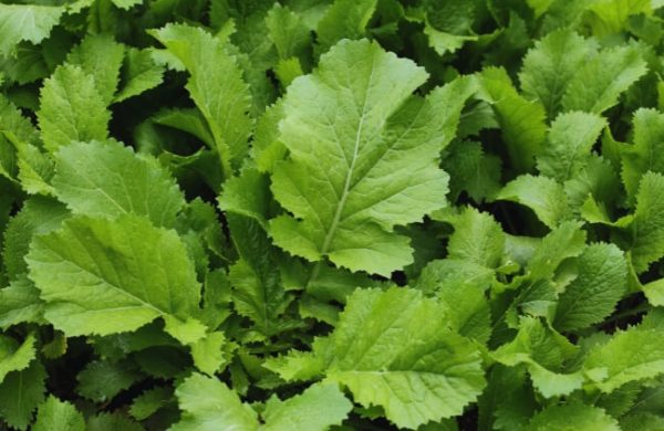 25 Types of Kale to Grow in Australia - AGT